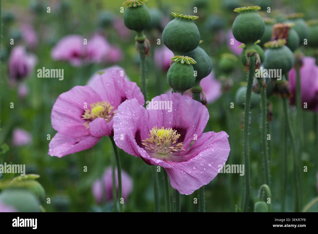 Lila Mohnblueten in einem Mohnfeld mit Regentropfen Themenfoto: Natur ...