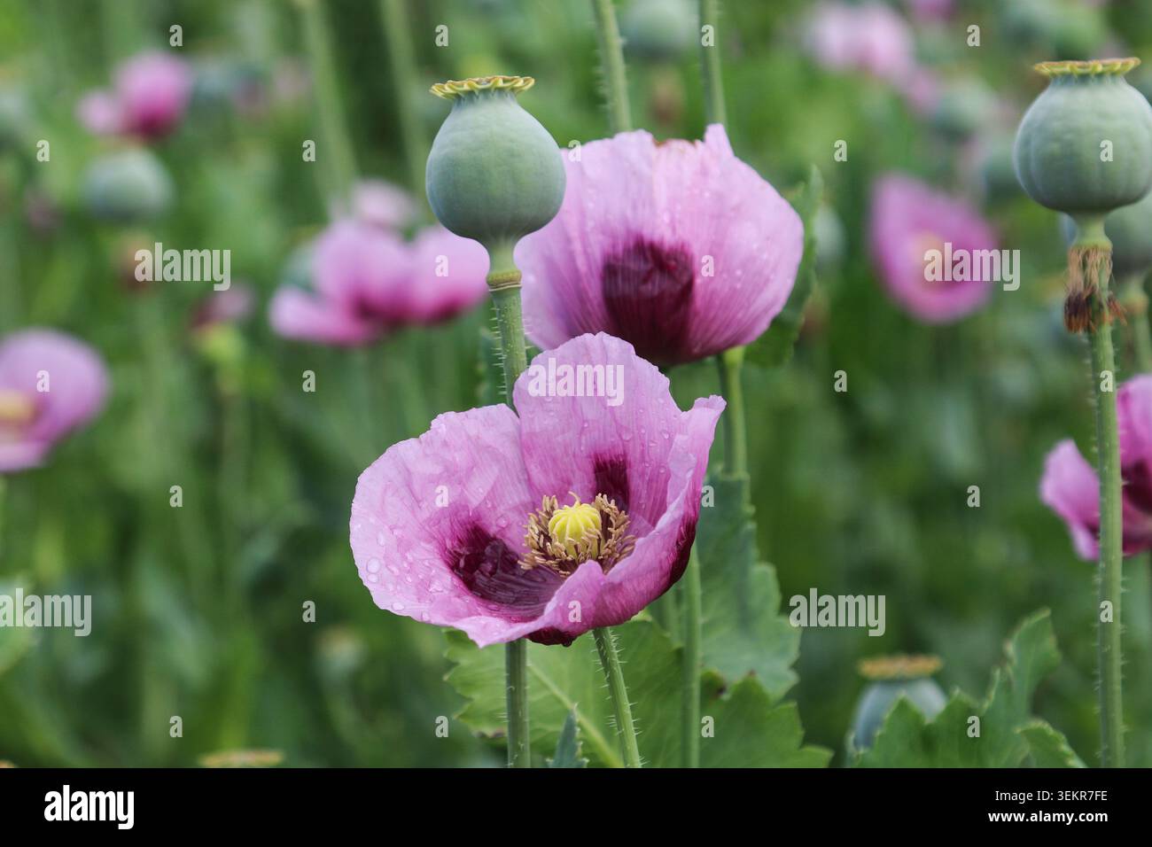 Lila Mohnblueten in einem Mohnfeld mit Regentropfen Themenfoto: Natur ...