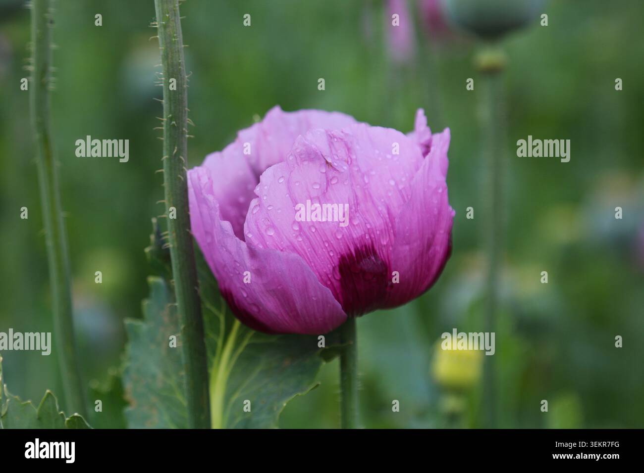 Lila Mohnblueten in einem Mohnfeld mit Regentropfen Themenfoto: Natur ...