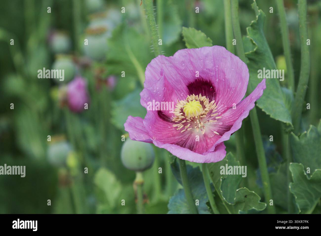 Lila Mohnblueten in einem Mohnfeld mit Regentropfen Themenfoto: Natur ...