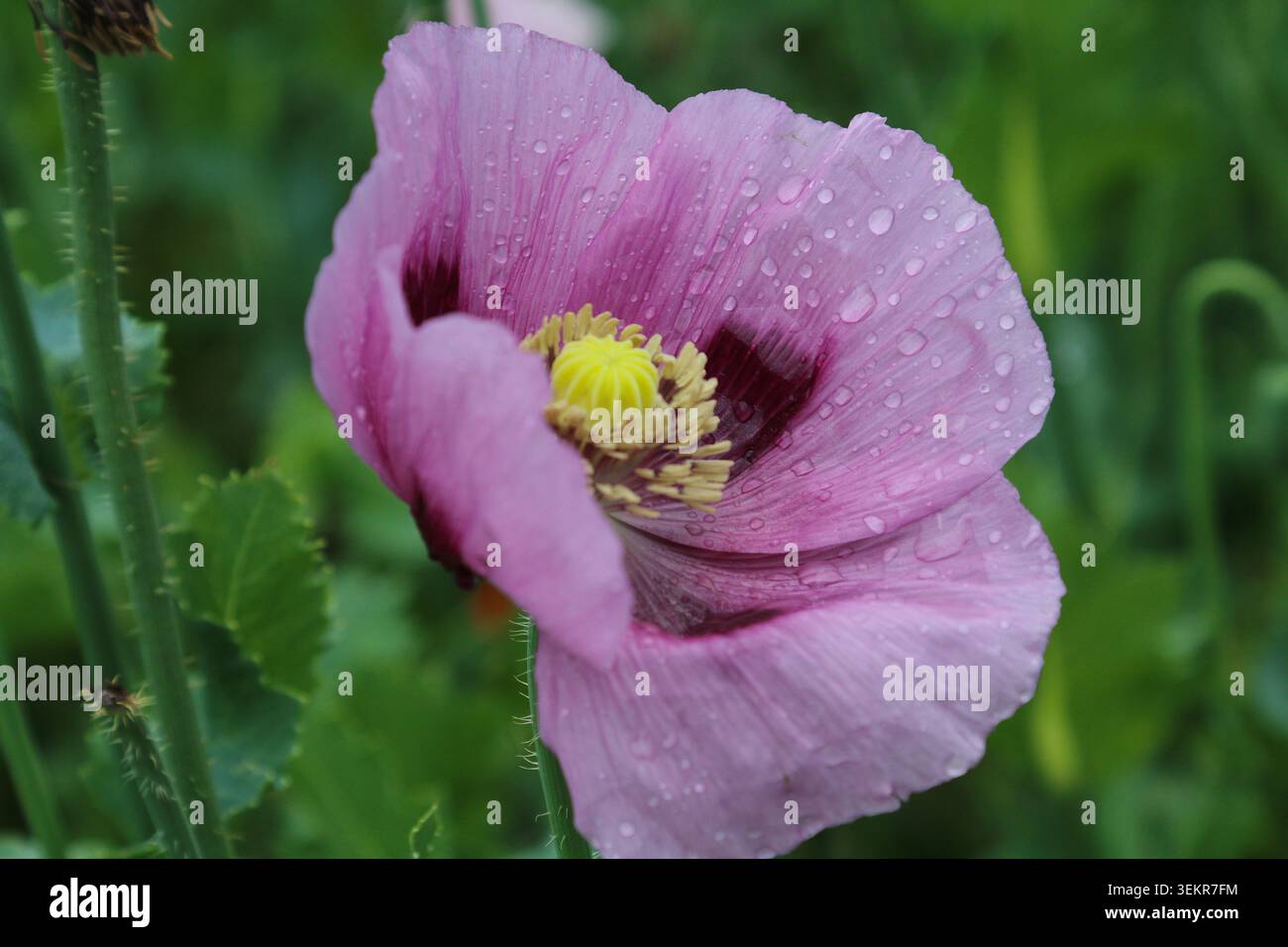 Lila Mohnblueten in einem Mohnfeld mit Regentropfen Themenfoto: Natur ...