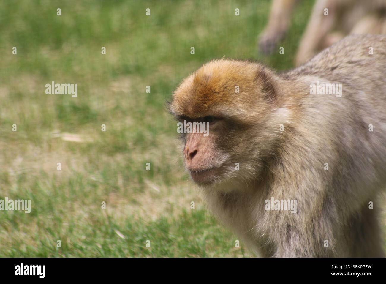 Nahaufnahmen von einem Berberaffen Themenfoto: Natur, Tier, Prematen ...
