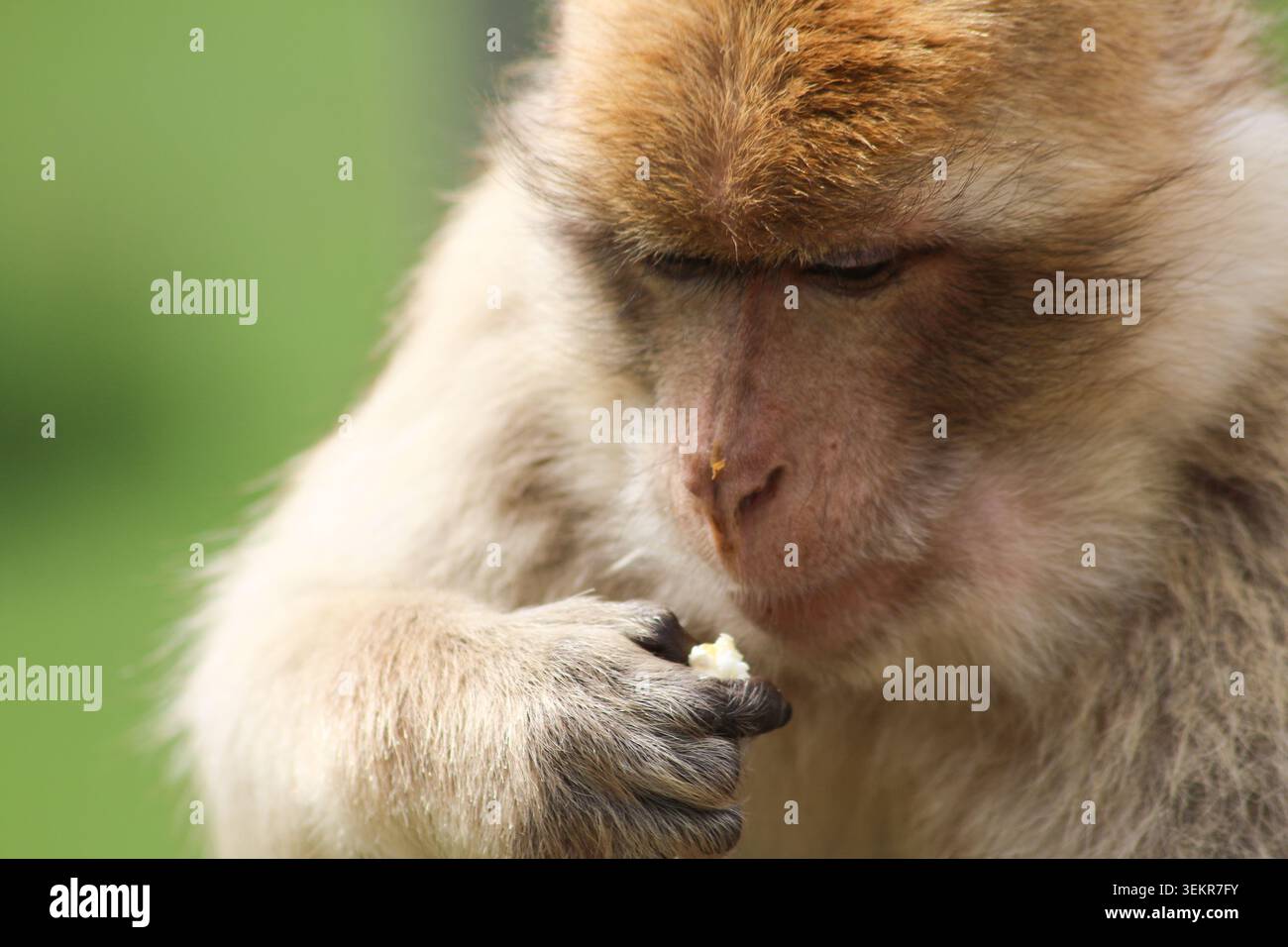 Nahaufnahmen von einem Berberaffen Themenfoto: Natur, Tier, Prematen ...