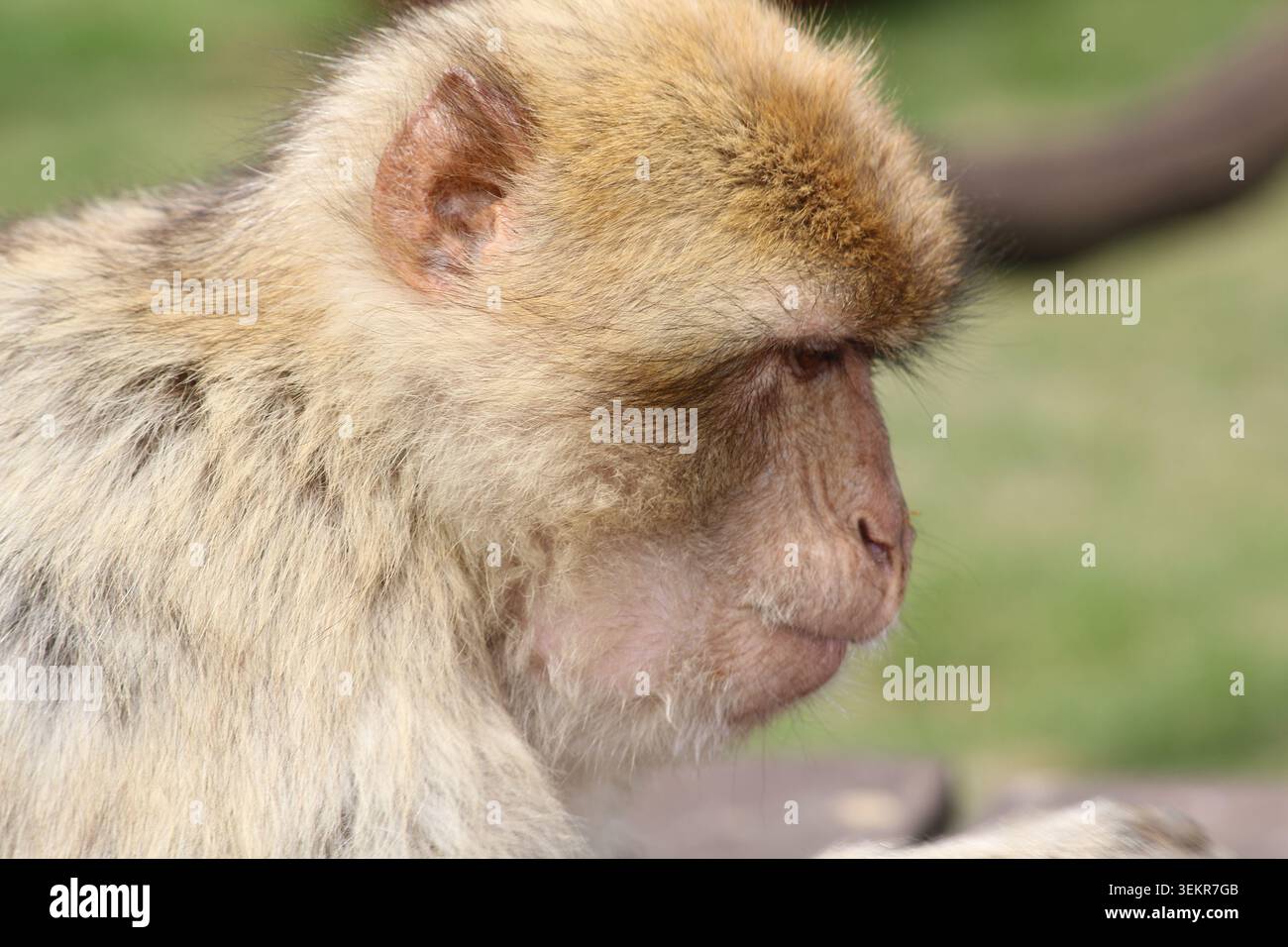 Nahaufnahmen von einem Berberaffen Themenfoto: Natur, Tier, Prematen ...
