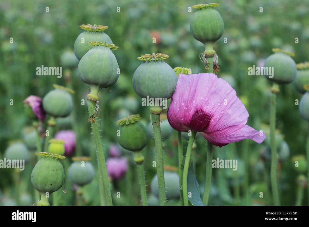 Lila Mohnblueten in einem Mohnfeld mit Regentropfen Themenfoto: Natur ...