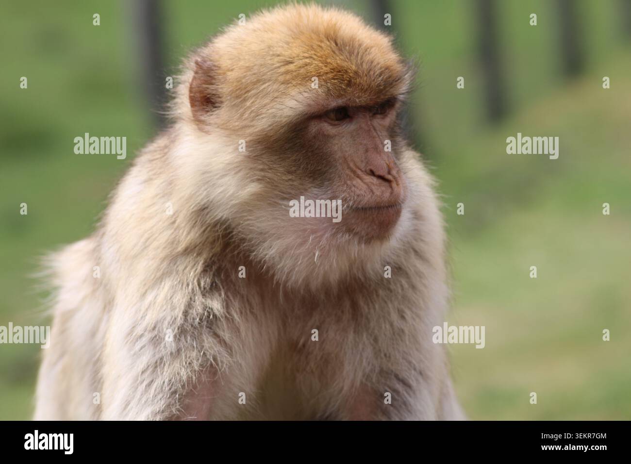 Nahaufnahmen von einem Berberaffen Themenfoto: Natur, Tier, Prematen ...