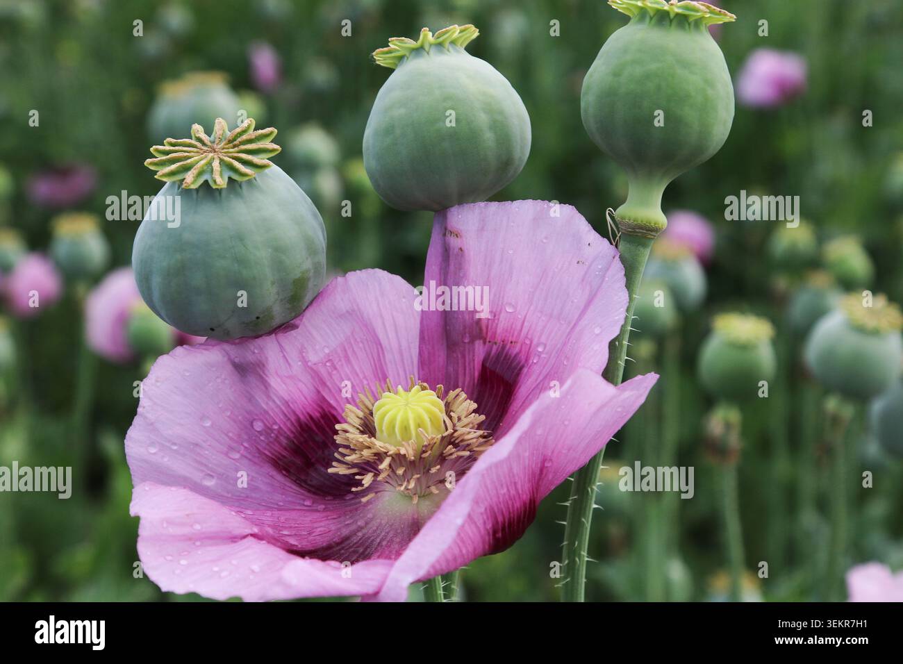 Lila Mohnblueten in einem Mohnfeld mit Regentropfen Themenfoto: Natur ...