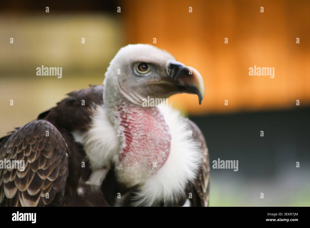 Nahaufnahme vo Kopf eines Rueppell-Geier Themenfoto: Natur, Tier, Vogel ...
