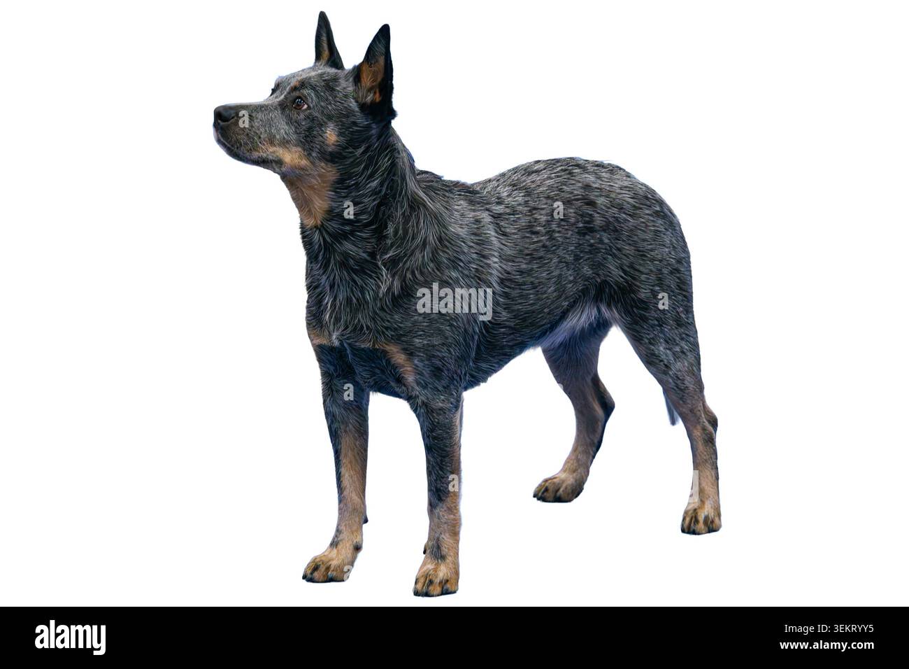 Australian Cattle Dog against transparent background, Shiba Inu statue ...