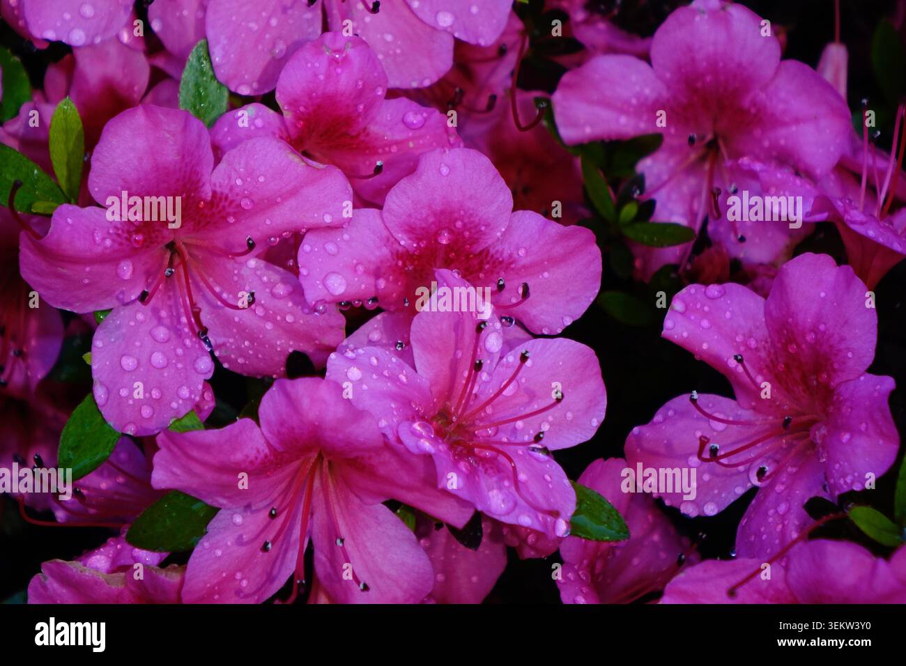 QINGDAO, CHINA - JUNE 4, 2026 - The scenery of azaleas after rain at ...
