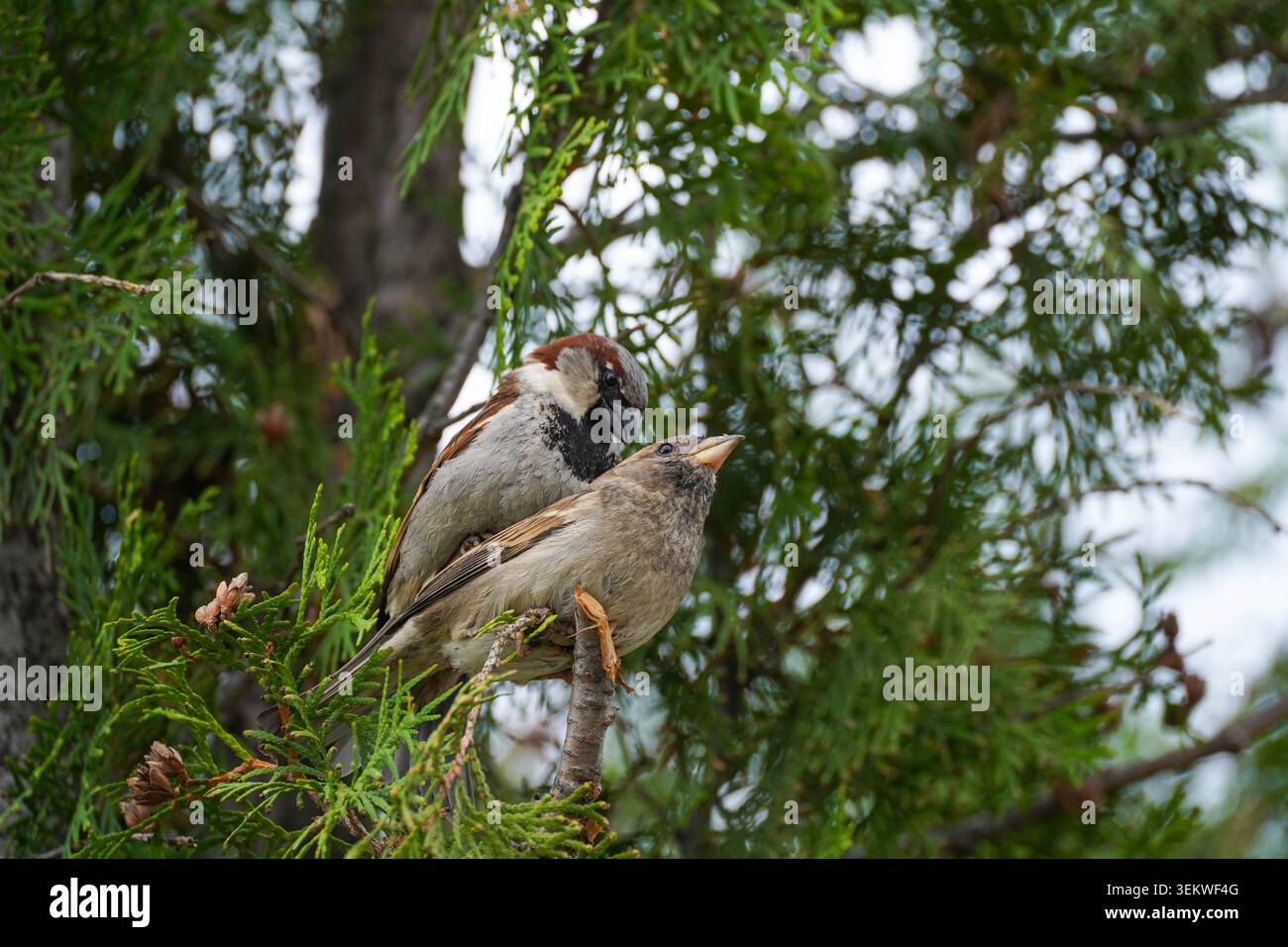 The mating process of house sparrows (Passer domesticus). (Photo by ...