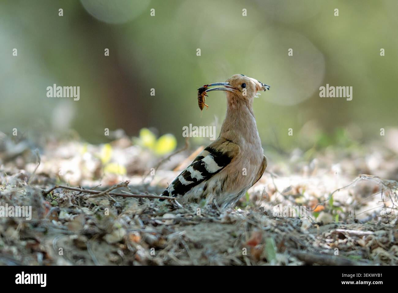 Parent hoopoes feed their chicks in a tree hollow at Shoushan Scenic ...