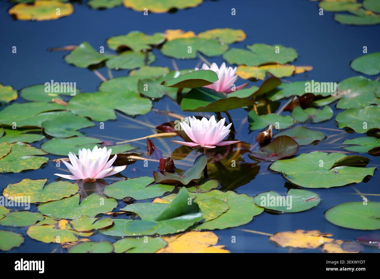 Water lilies bloom in urban parks of Jimo District, Qingdao, east China ...