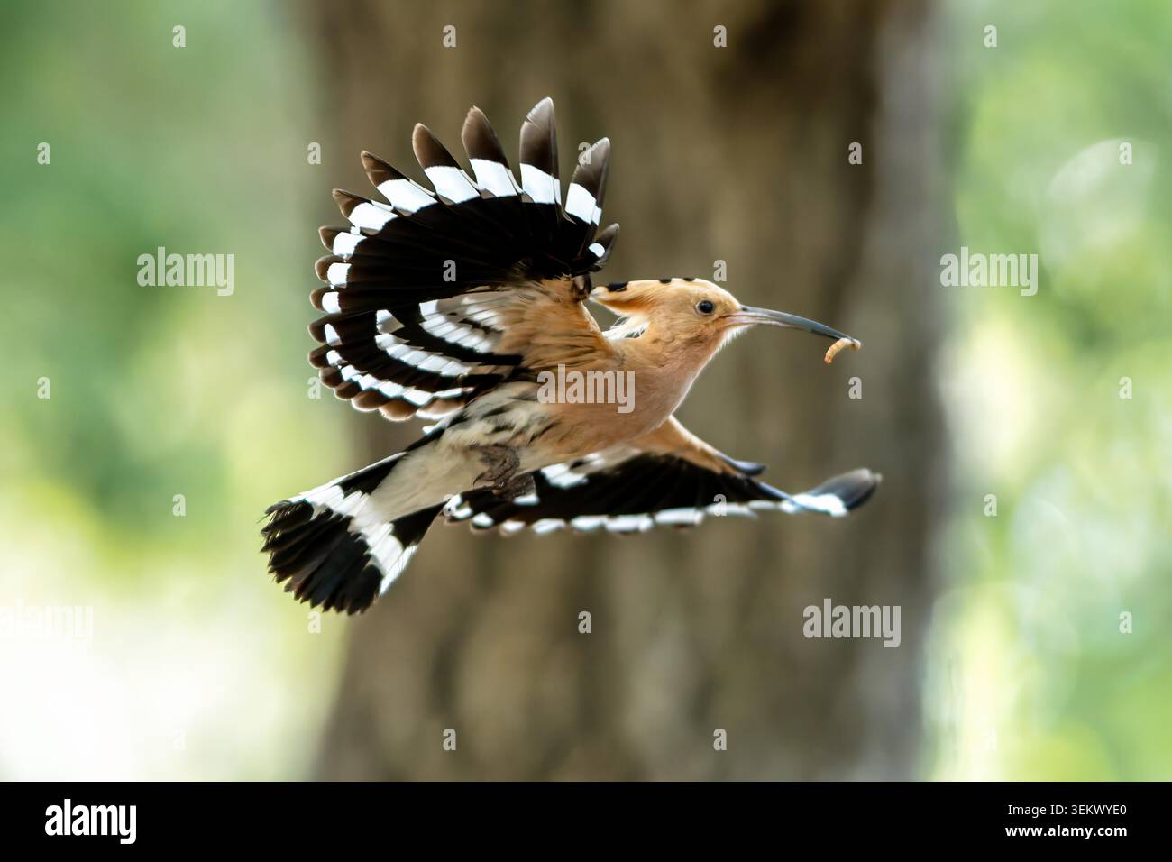 Parent hoopoes feed their chicks in a tree hollow at Shoushan Scenic ...