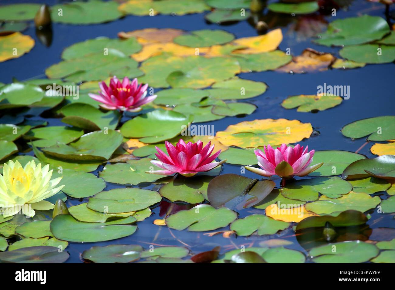 Water lilies bloom in urban parks of Jimo District, Qingdao, east China ...