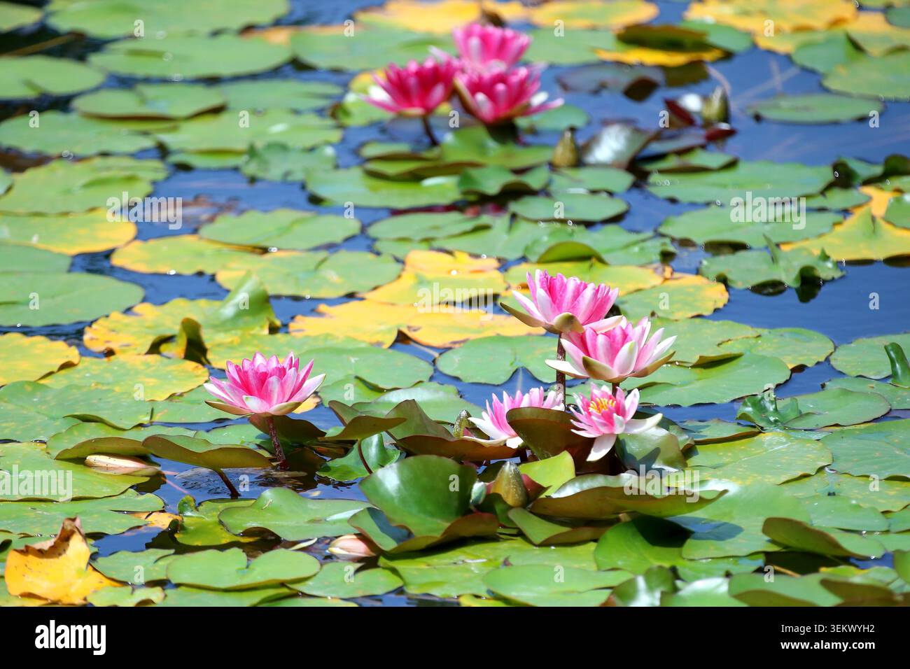 Water lilies bloom in urban parks of Jimo District, Qingdao, east China ...