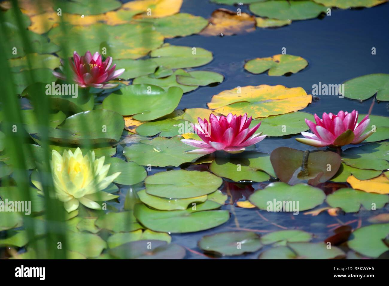 Water lilies bloom in urban parks of Jimo District, Qingdao, east China ...