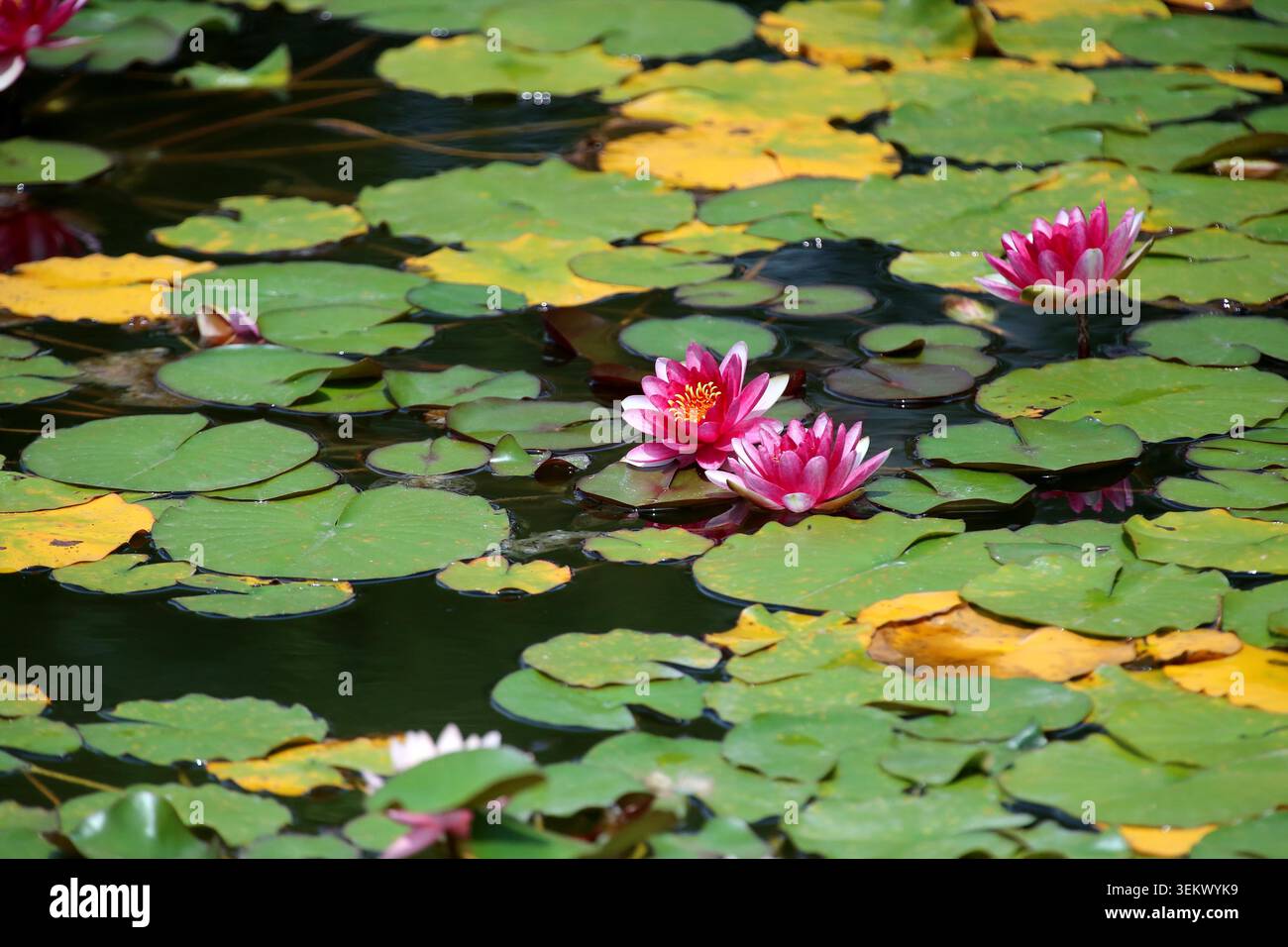 Water lilies bloom in urban parks of Jimo District, Qingdao, east China ...