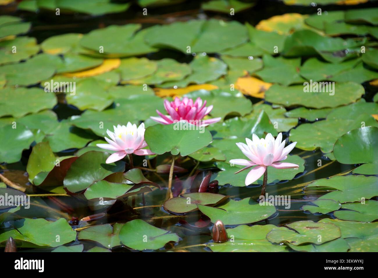 Water lilies bloom in urban parks of Jimo District, Qingdao, east China ...