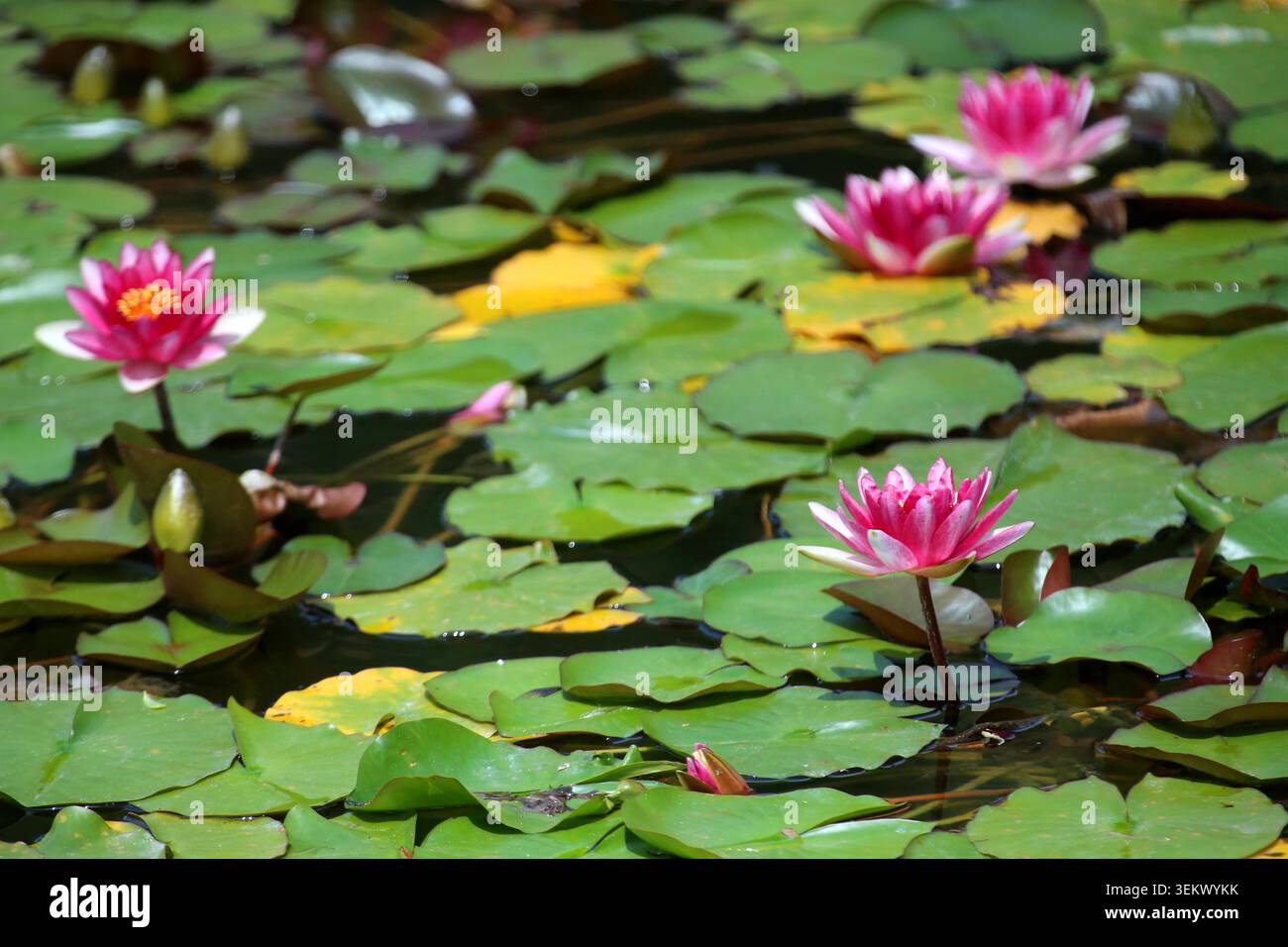 Water lilies bloom in urban parks of Jimo District, Qingdao, east China ...