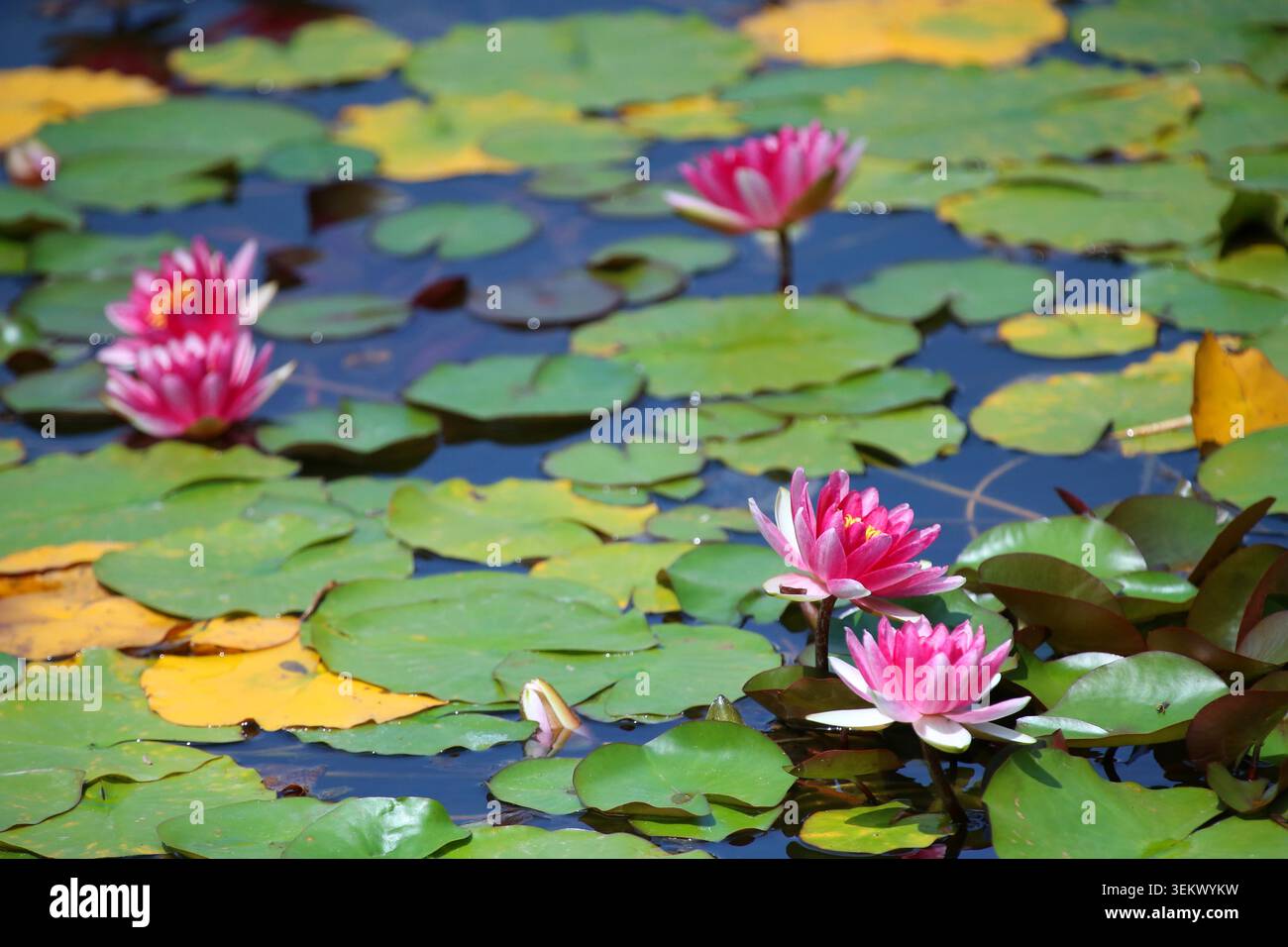 Water lilies bloom in urban parks of Jimo District, Qingdao, east China ...