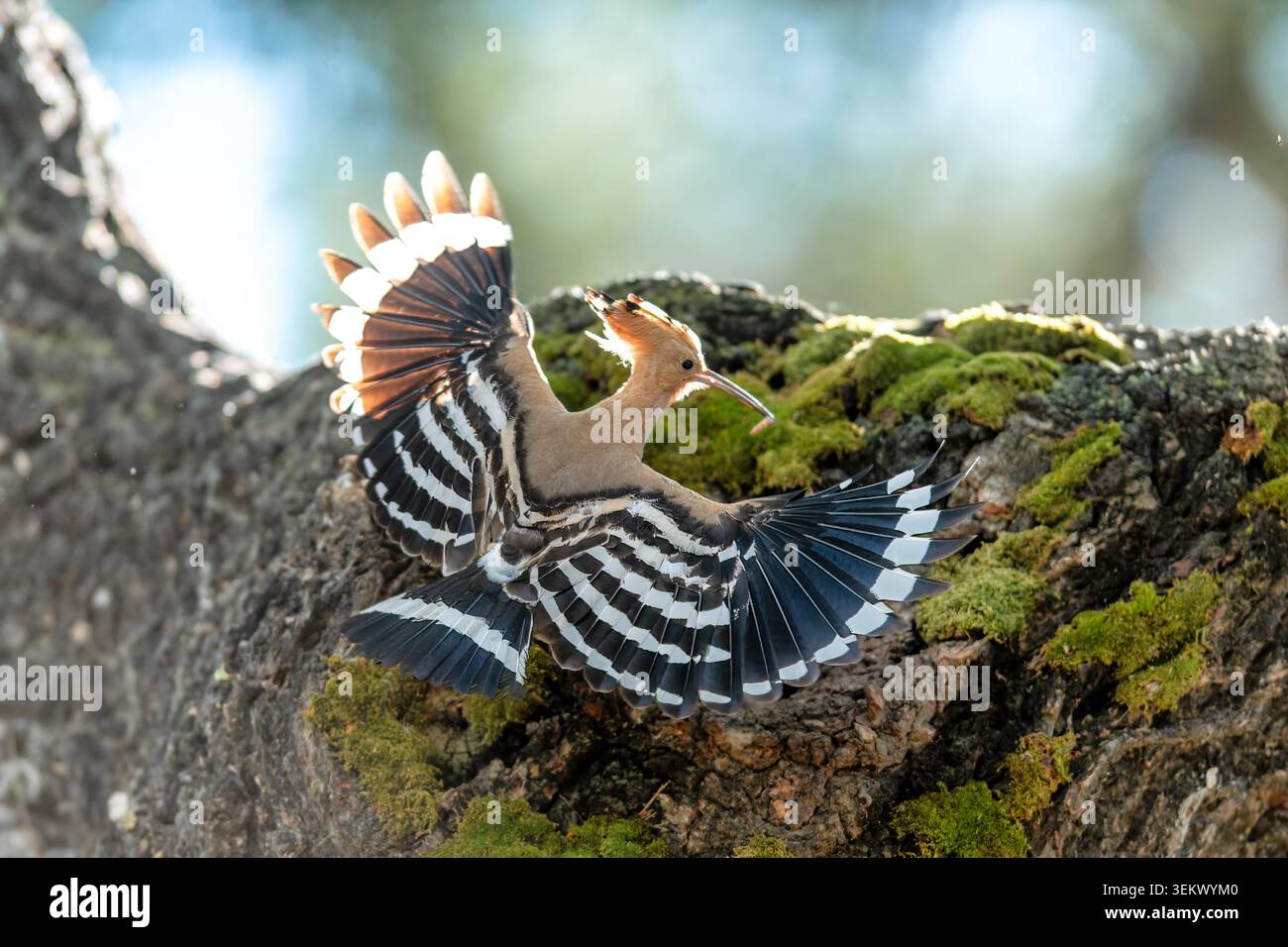 Parent hoopoes feed their chicks in a tree hollow at Shoushan Scenic ...