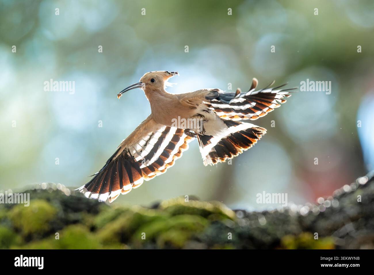 Parent hoopoes feed their chicks in a tree hollow at Shoushan Scenic ...