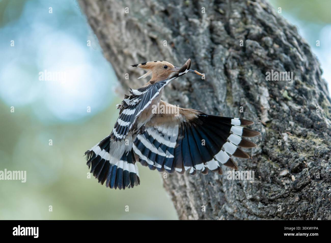 Parent hoopoes feed their chicks in a tree hollow at Shoushan Scenic ...