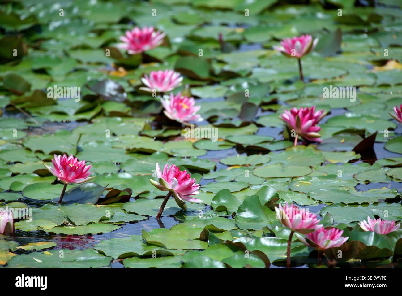 Water lilies bloom in urban parks of Jimo District, Qingdao, east China ...