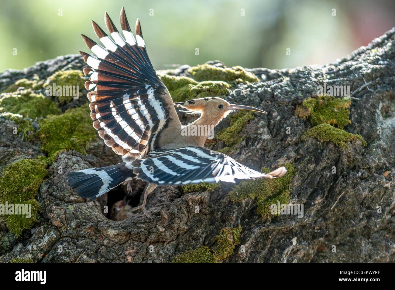 Parent hoopoes feed their chicks in a tree hollow at Shoushan Scenic ...