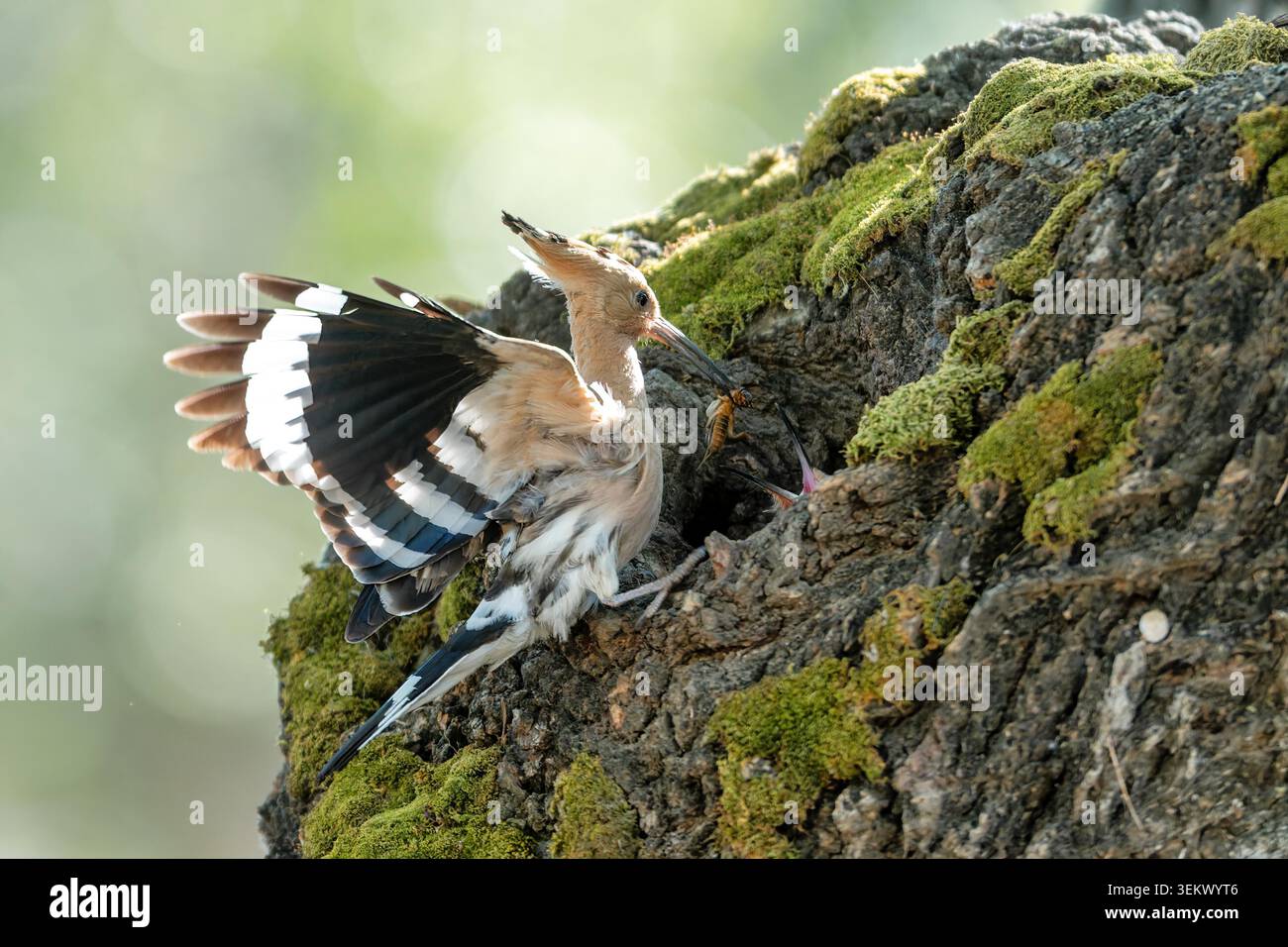 Parent hoopoes feed their chicks in a tree hollow at Shoushan Scenic ...
