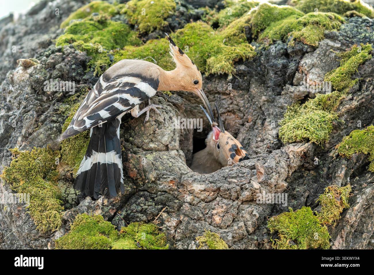 Parent hoopoes feed their chicks in a tree hollow at Shoushan Scenic ...