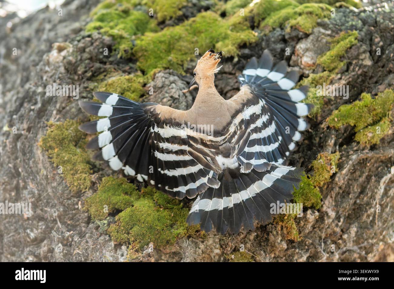 Parent hoopoes feed their chicks in a tree hollow at Shoushan Scenic ...