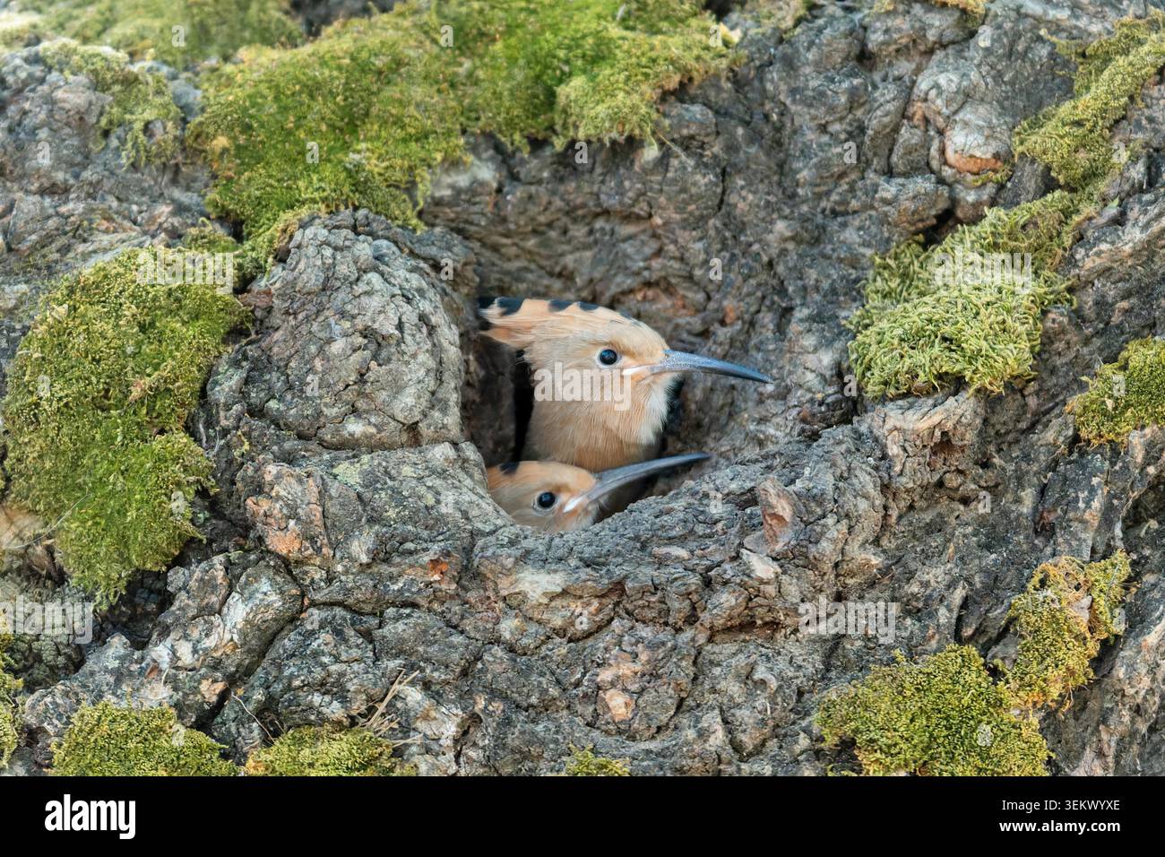 Parent hoopoes feed their chicks in a tree hollow at Shoushan Scenic ...