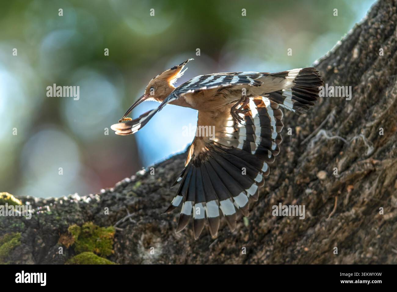 Parent hoopoes feed their chicks in a tree hollow at Shoushan Scenic ...