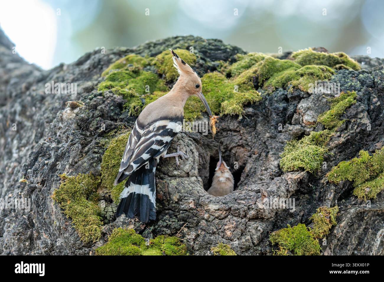Parent hoopoes feed their chicks in a tree hollow at Shoushan Scenic ...