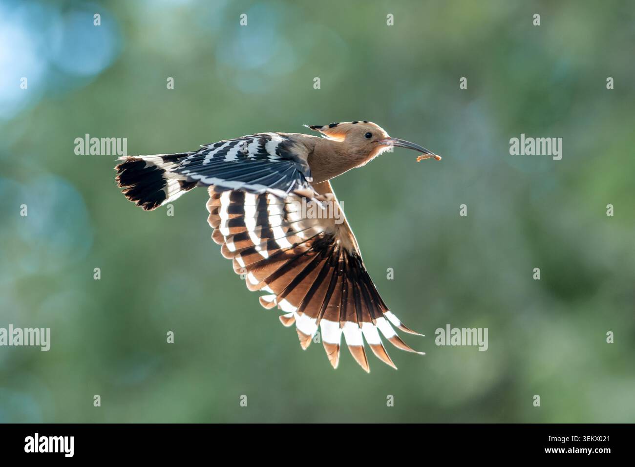 Parent hoopoes feed their chicks in a tree hollow at Shoushan Scenic ...