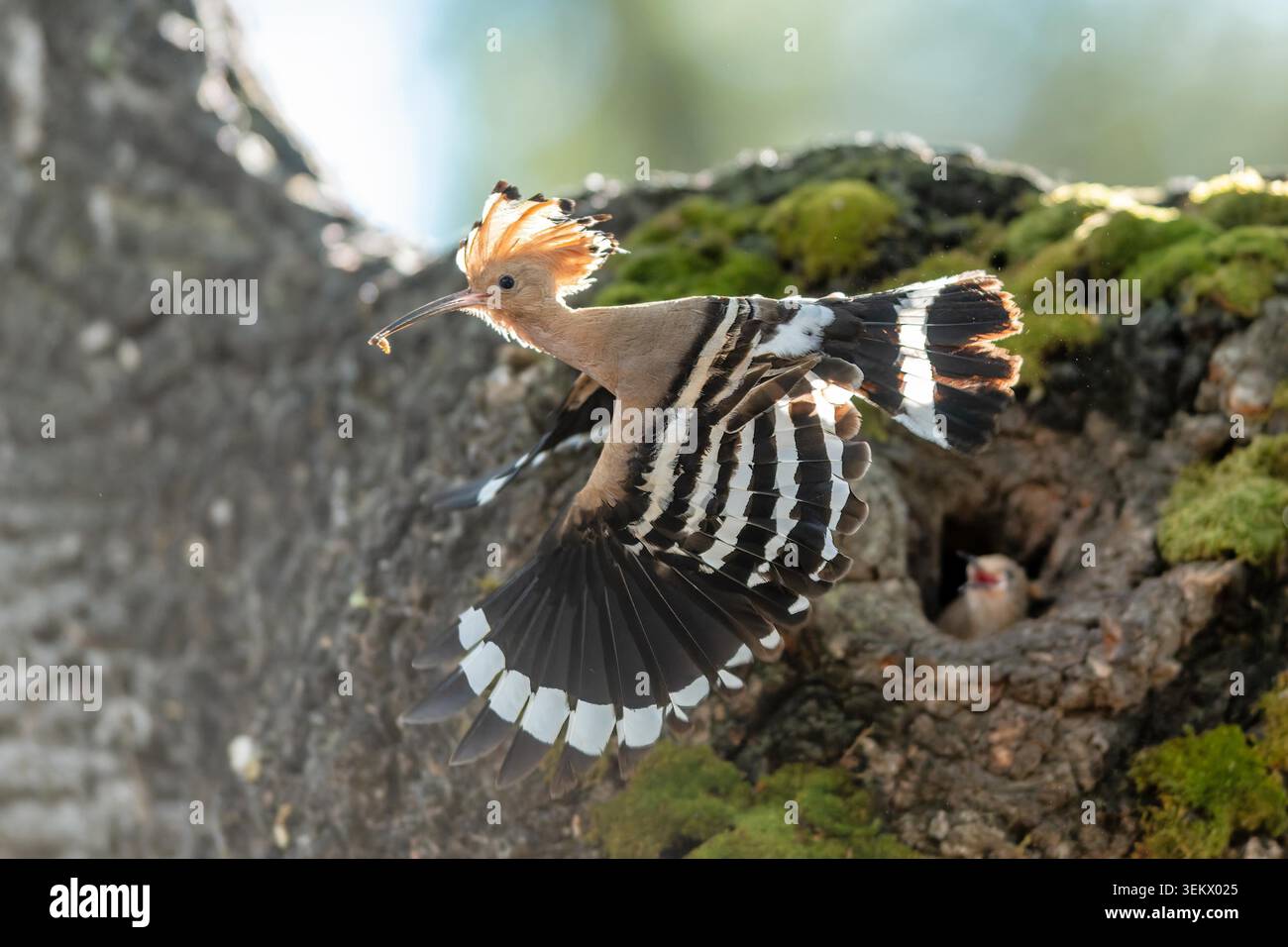 Parent hoopoes feed their chicks in a tree hollow at Shoushan Scenic ...