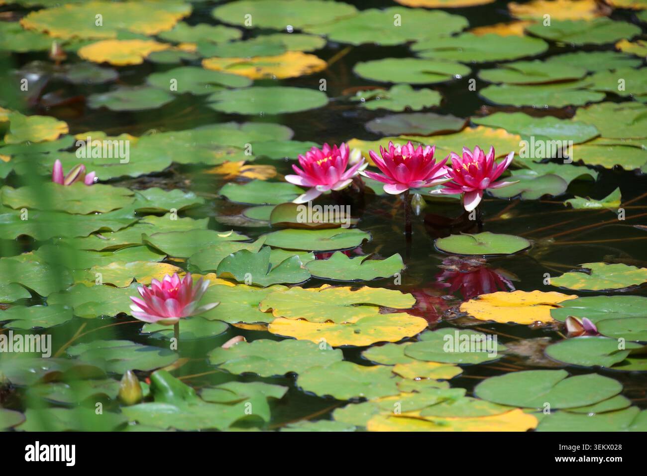 Water lilies bloom in urban parks of Jimo District, Qingdao, east China ...