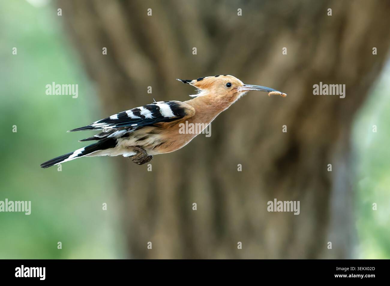 Parent hoopoes feed their chicks in a tree hollow at Shoushan Scenic ...