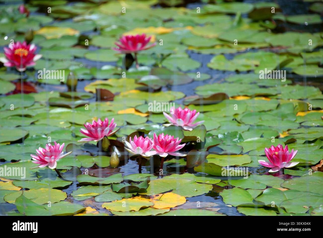 Water lilies bloom in urban parks of Jimo District, Qingdao, east China ...