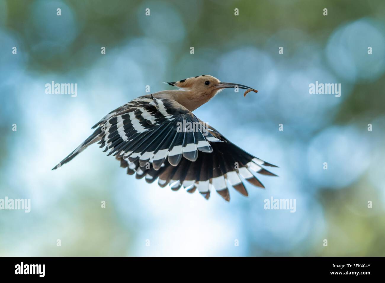 Parent hoopoes feed their chicks in a tree hollow at Shoushan Scenic ...
