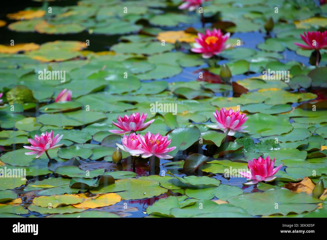 Water lilies bloom in urban parks of Jimo District, Qingdao, east China ...