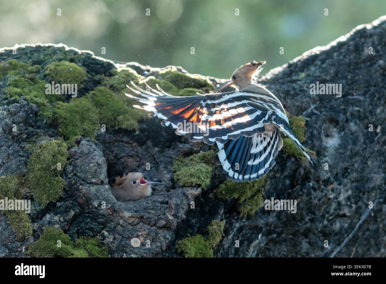 Parent hoopoes feed their chicks in a tree hollow at Shoushan Scenic ...