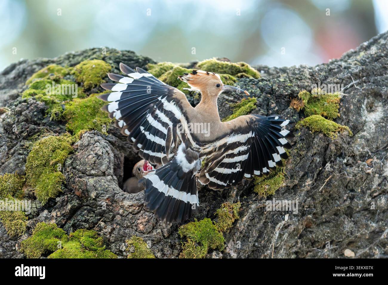 Parent hoopoes feed their chicks in a tree hollow at Shoushan Scenic ...