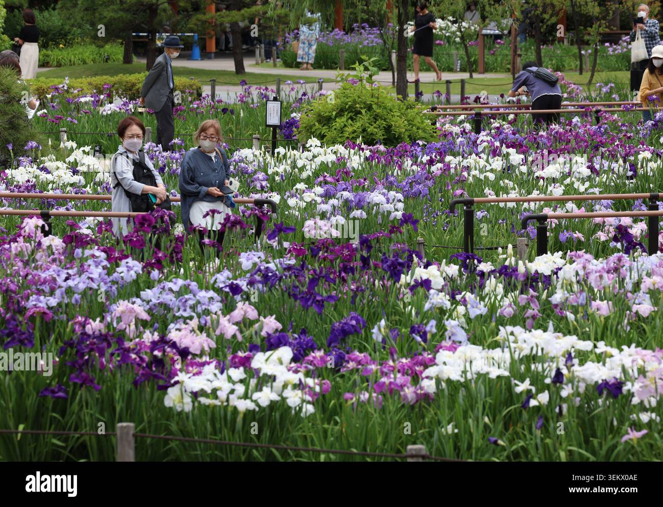 Approximately 6,000 iris flowers and 200 species bloom at Horikiri ...