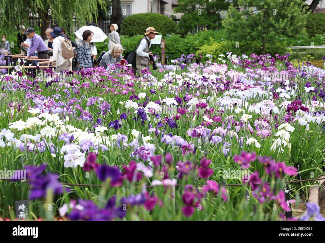 Approximately 6,000 iris flowers and 200 species bloom at Horikiri ...