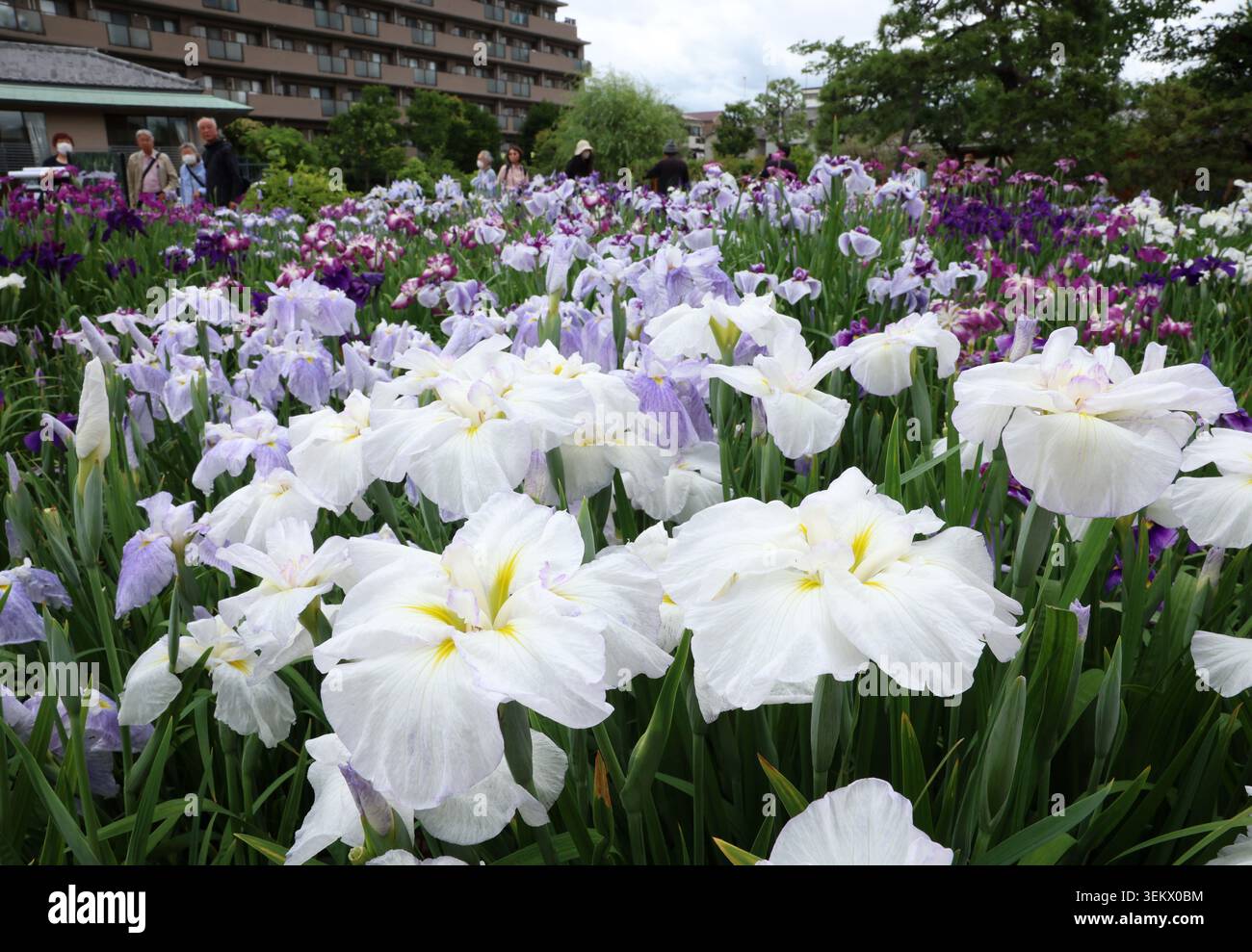 Approximately 6,000 iris flowers and 200 species bloom at Horikiri ...