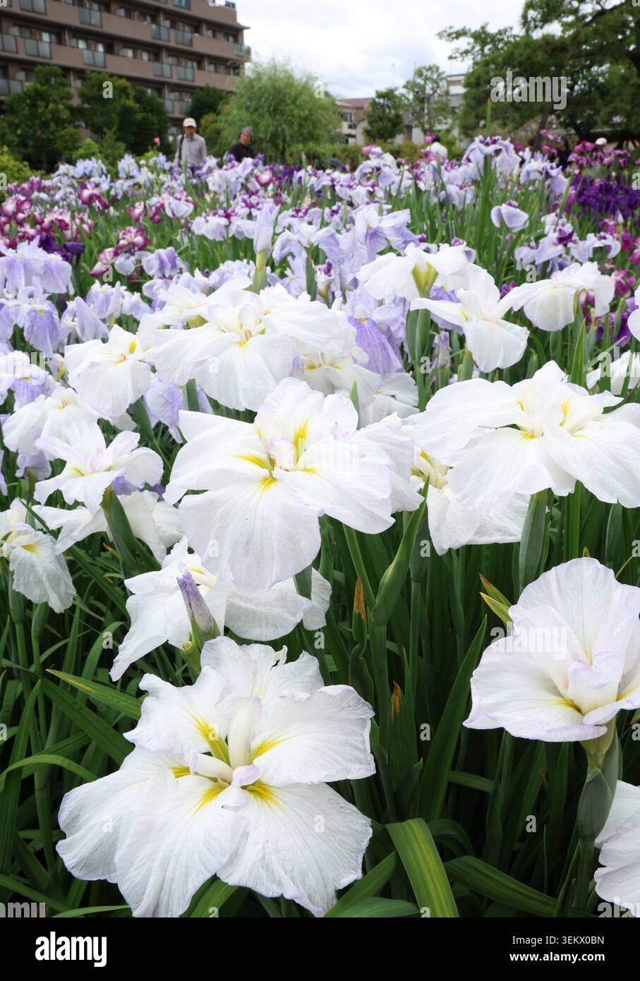 Approximately 6,000 iris flowers and 200 species bloom at Horikiri ...