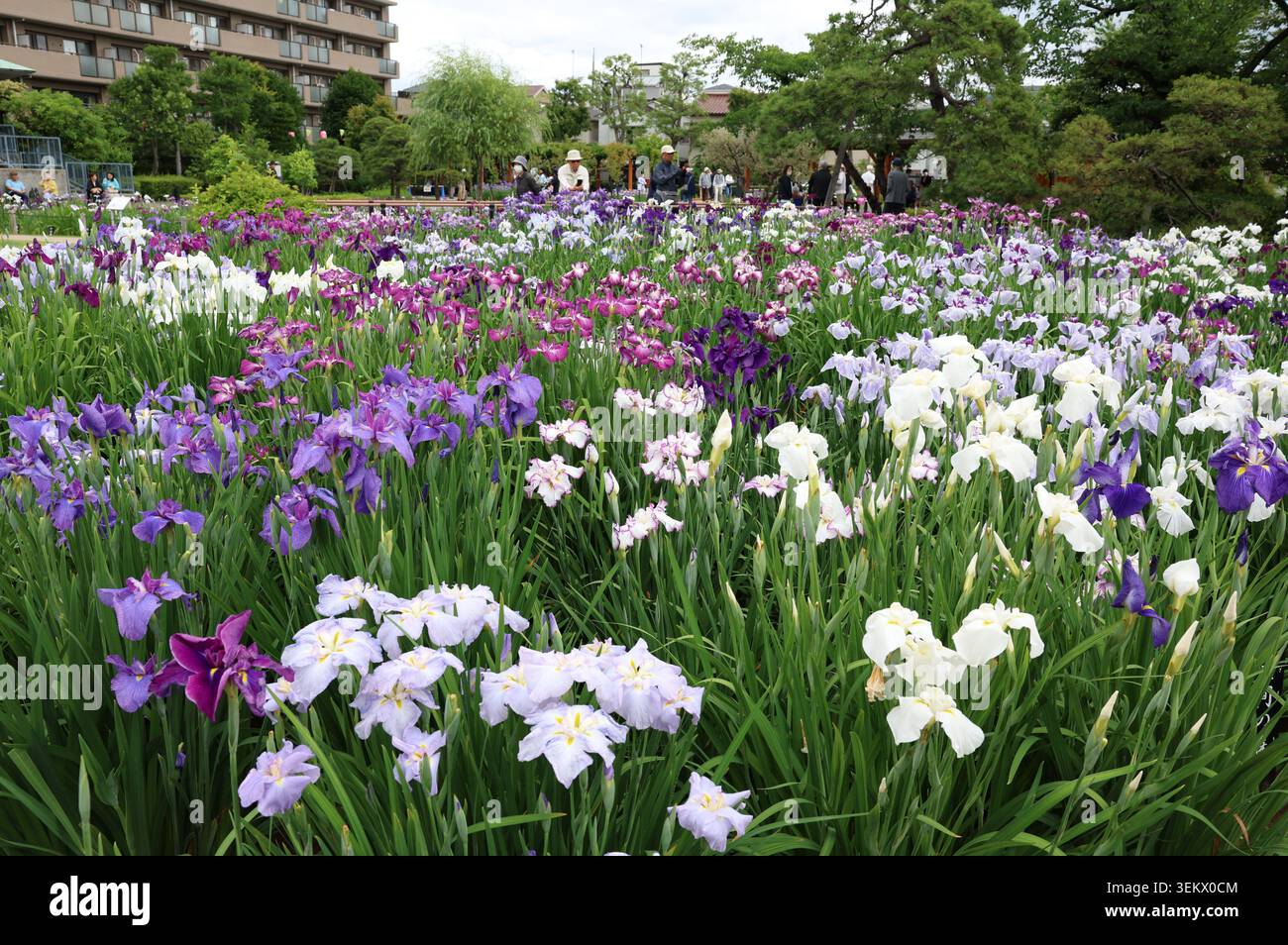 Approximately 6,000 iris flowers and 200 species bloom at Horikiri ...